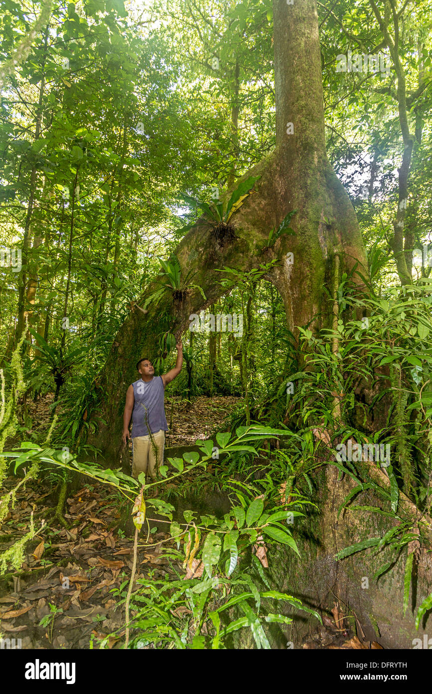 Yela ka forest hi-res stock photography and images - Alamy