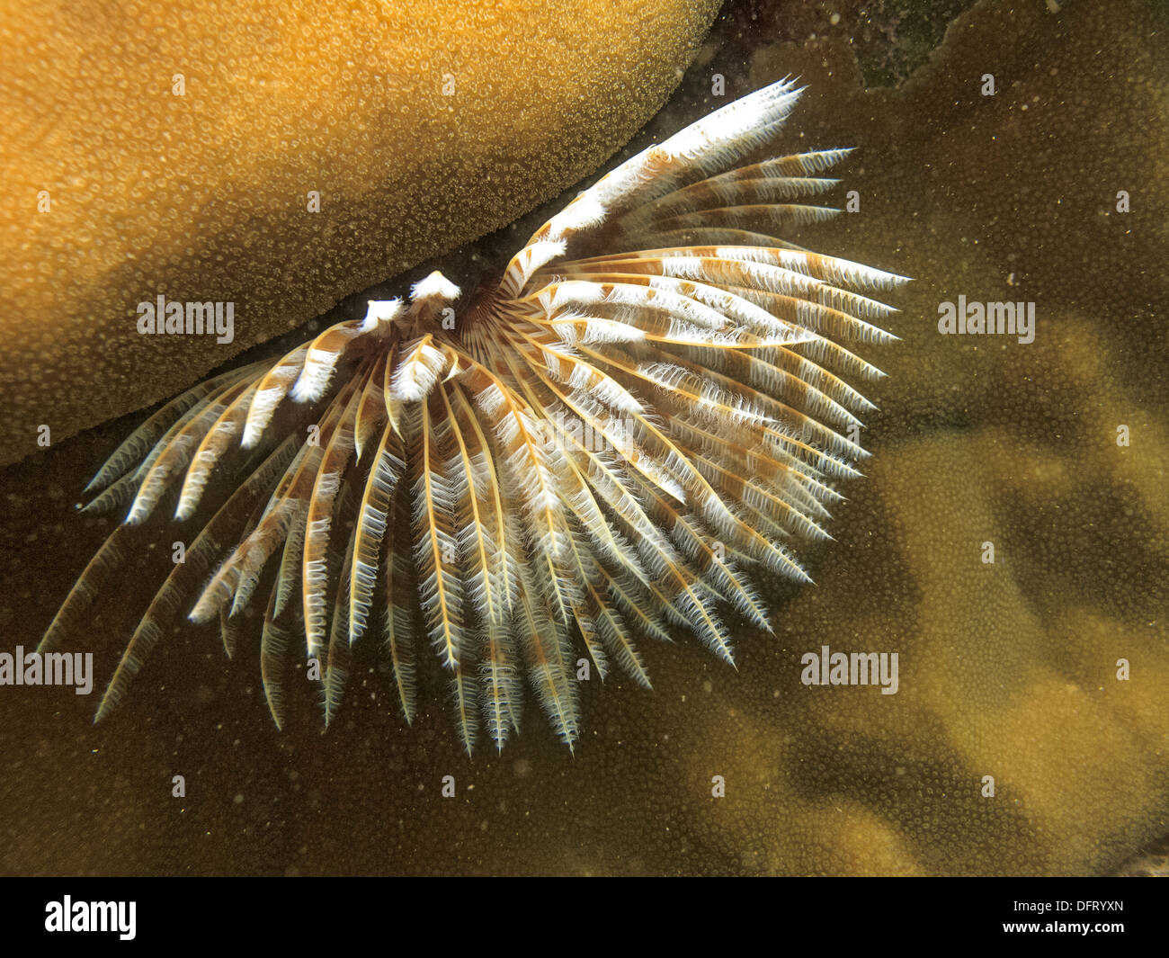 Feather duster worms hi-res stock photography and images - Alamy