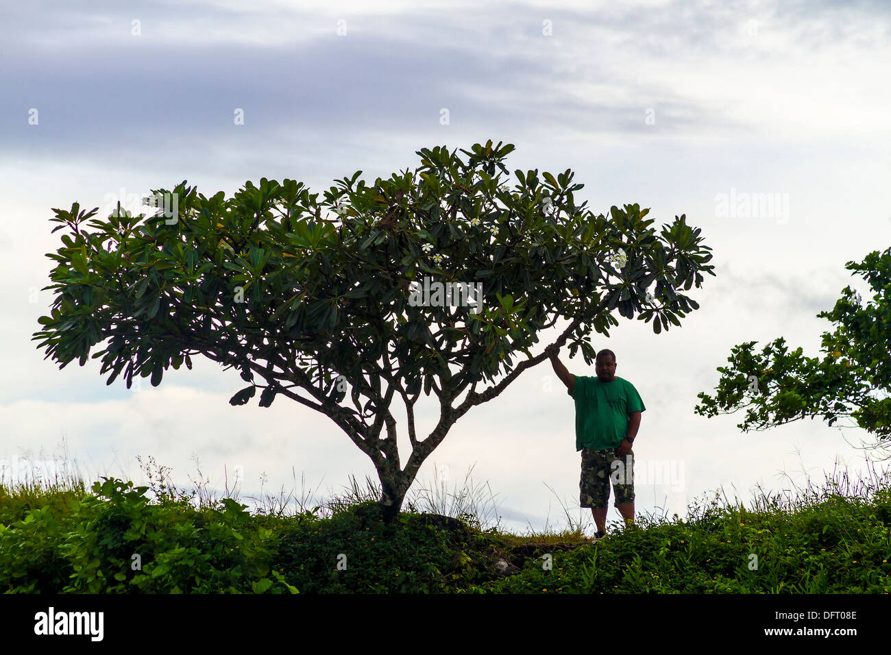 Man stands by silhouetted mangrove tree. Kosrae, Micronesia Stock Photo ...