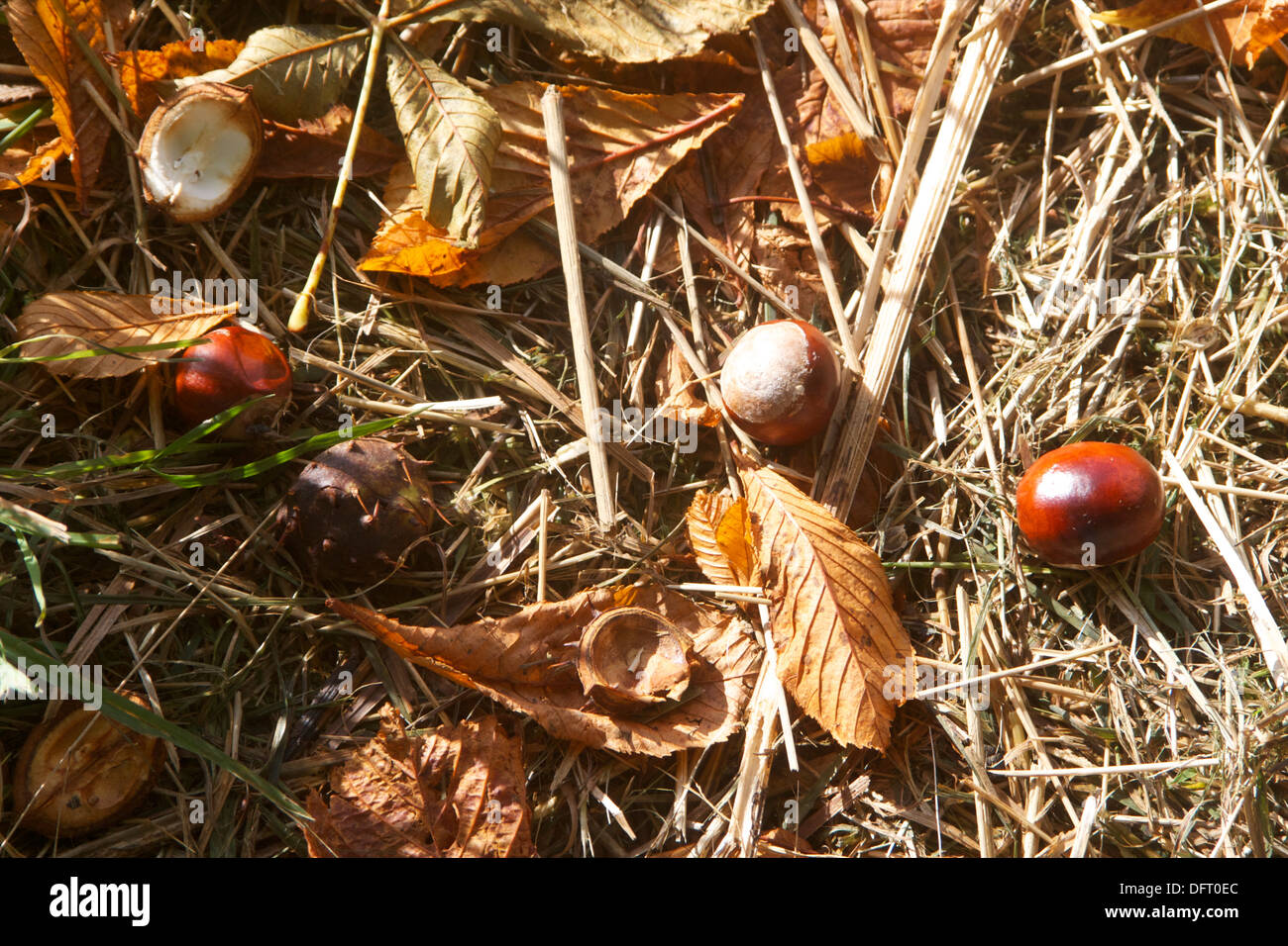 Conkers on ground hi-res stock photography and images - Alamy