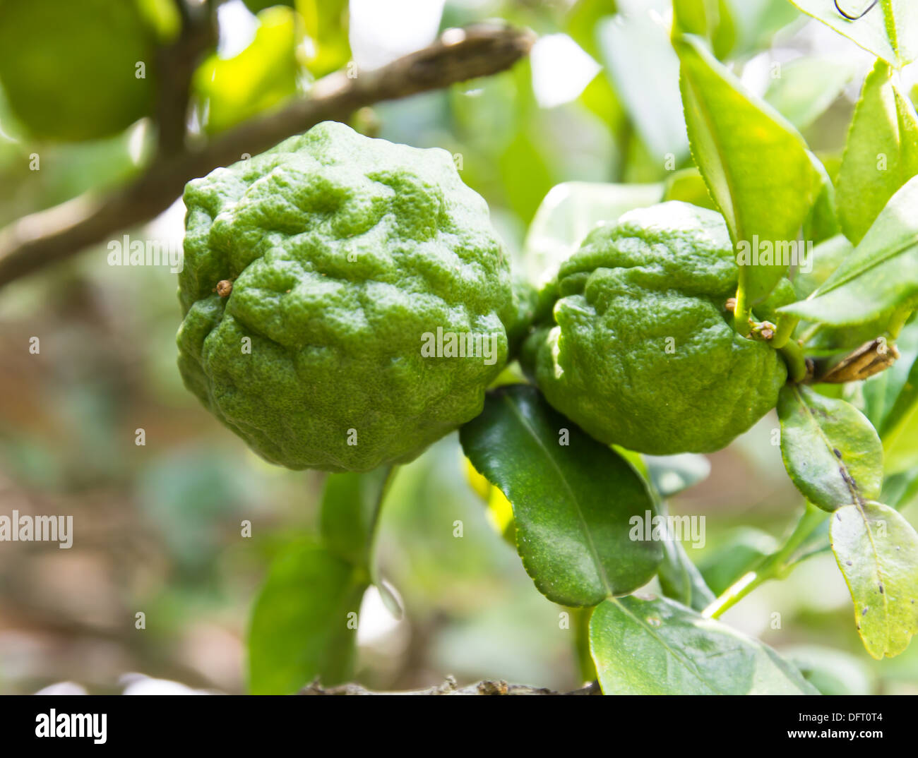 Bergamot Fruit High Resolution Stock Photography and Images - Alamy