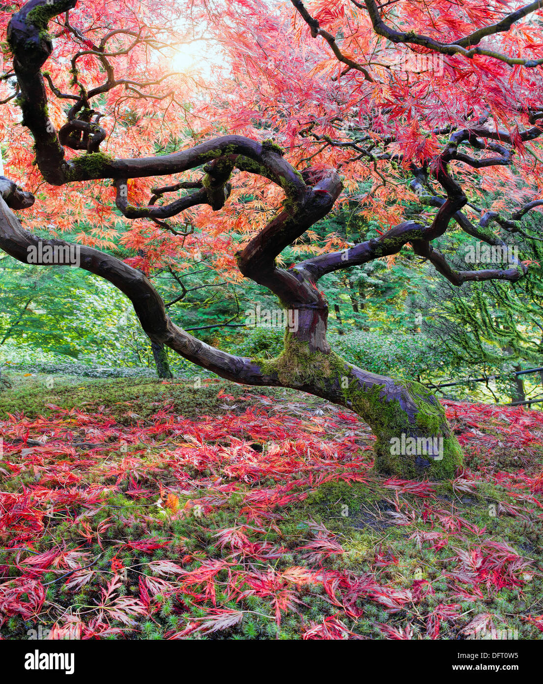 Old Japanese Red Maple Tree in Fall Season with Sunlight Stock Photo ...