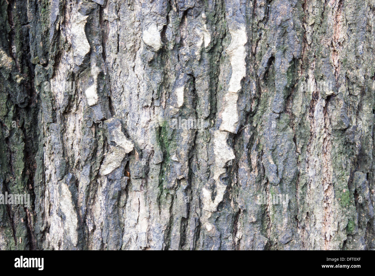 Tree Bark. Detailed.Texture effect. Background Stock Photo - Alamy