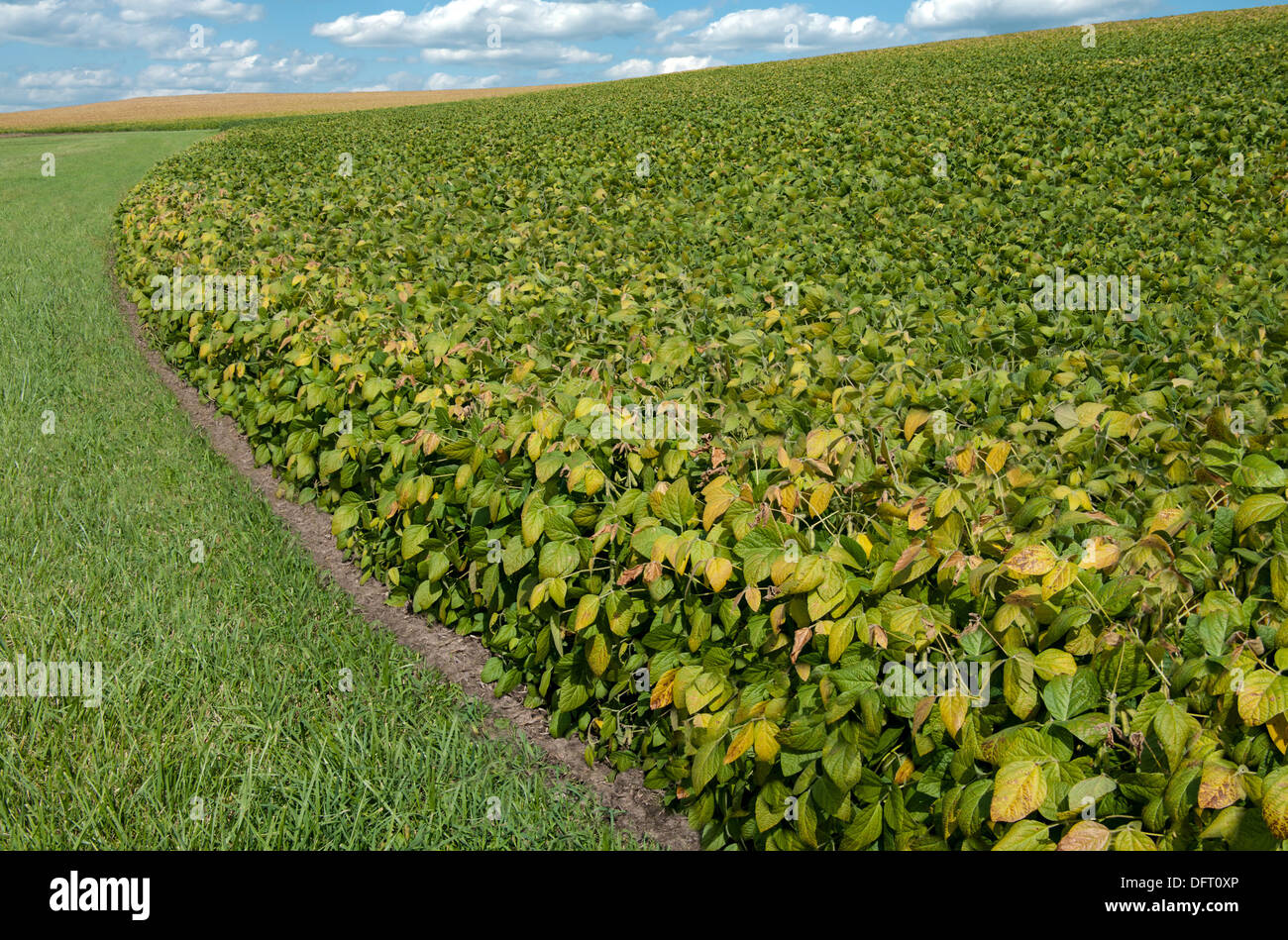 Soybean Fields in September Stock Photo - Alamy
