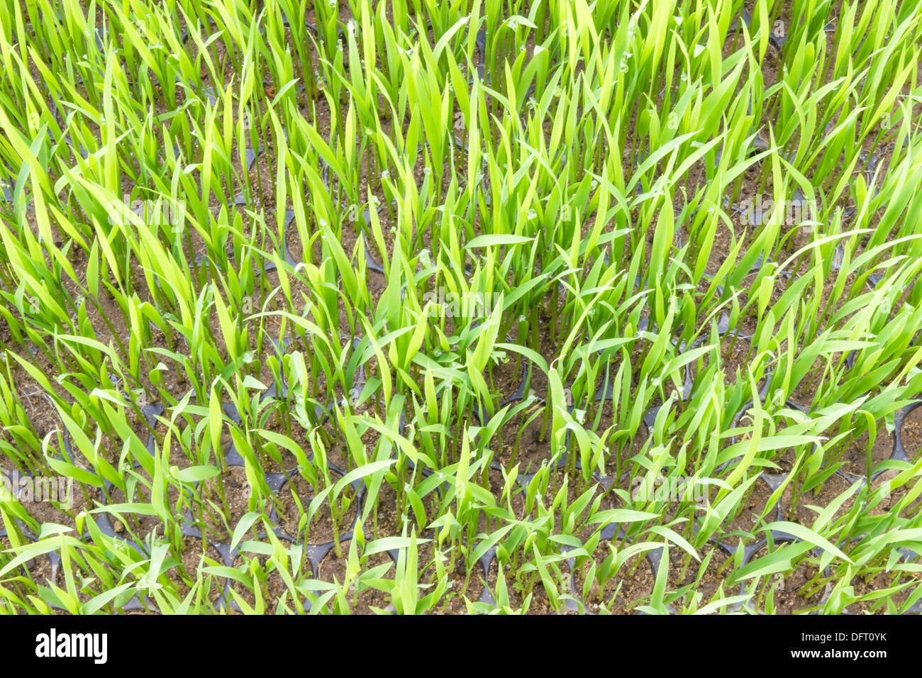 Rice plant nursery hi-res stock photography and images - Alamy