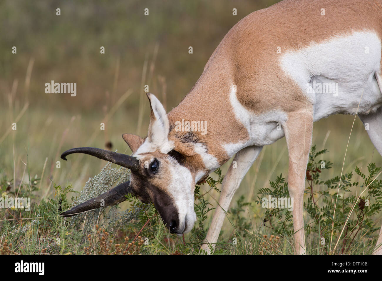 Pronghorn scent glands hi-res stock photography and images - Alamy