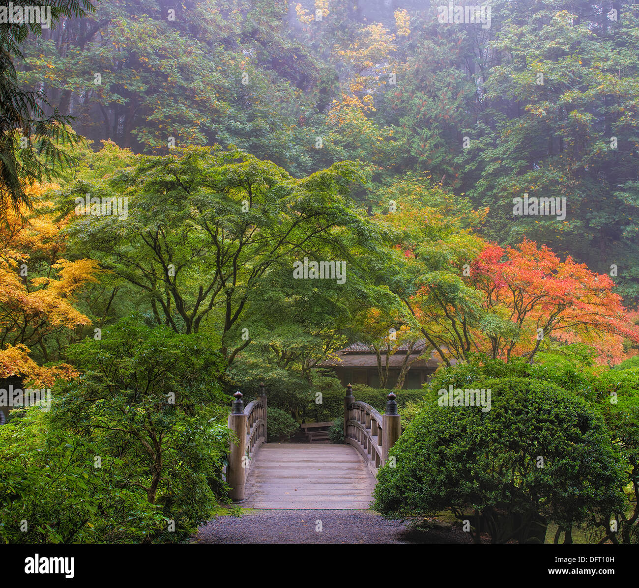 Japanese red pine trees hi-res stock photography and images - Alamy