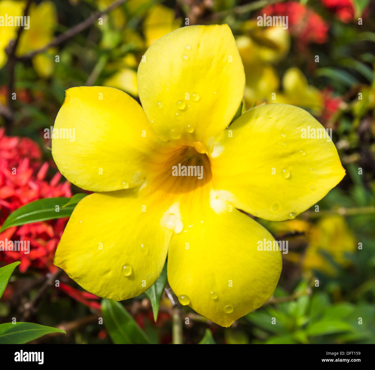 Field trumpet hi-res stock photography and images - Alamy