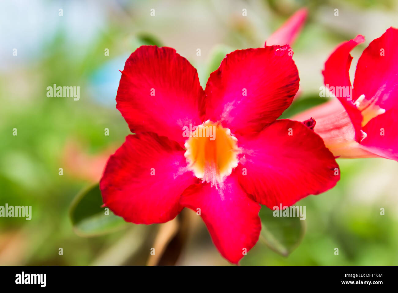 Kalachuchi flowers hi-res stock photography and images - Alamy