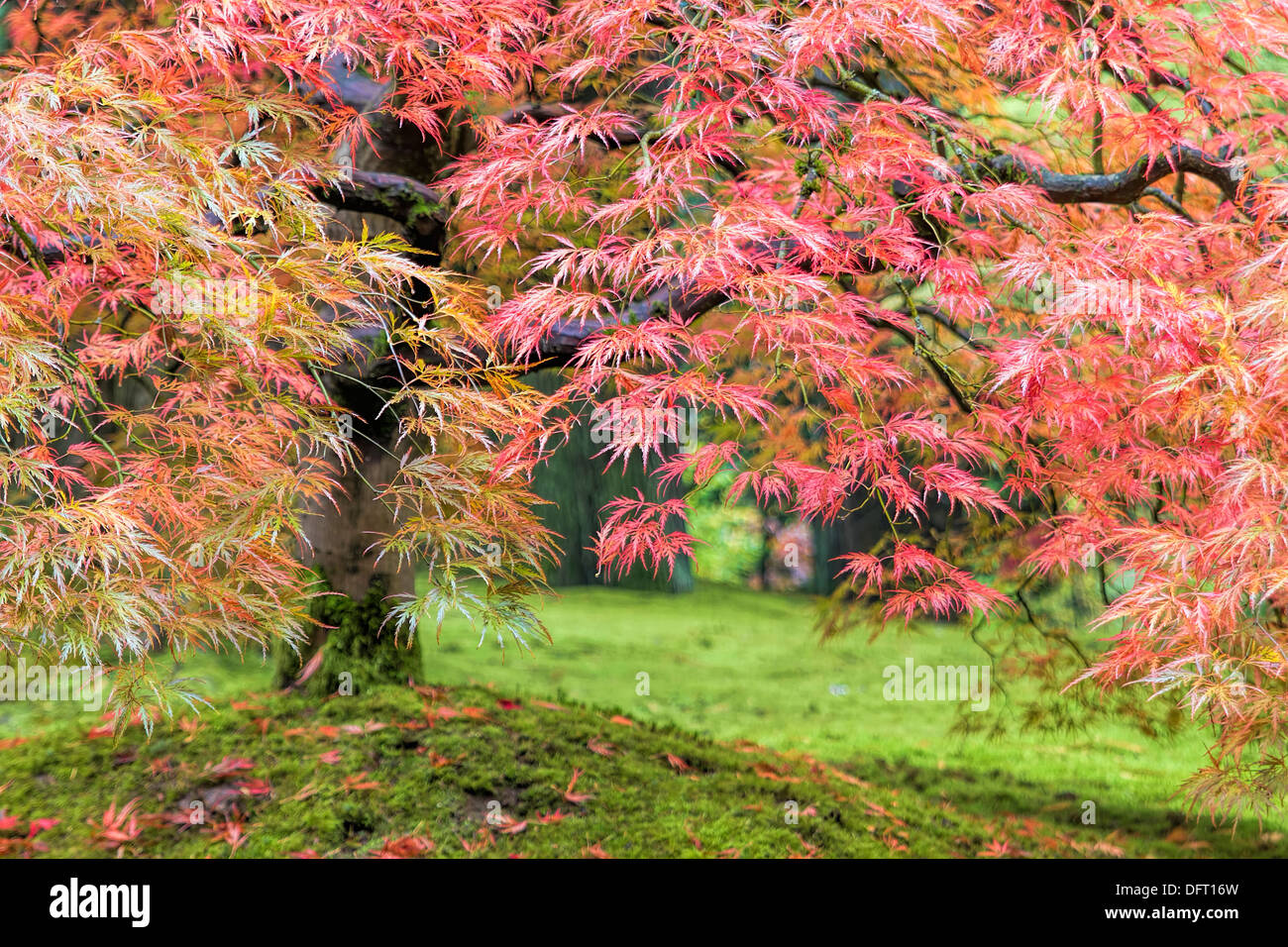 Fall Color Foliage of Lace Leaf Japanese Maple Tree Closeup Stock Photo ...
