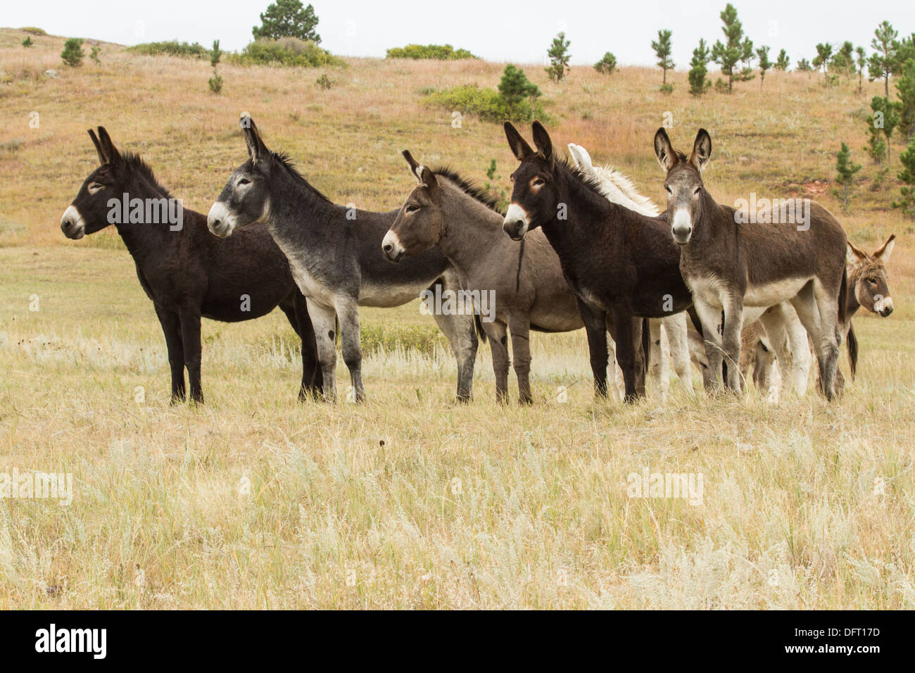 Begging mules at Custer State Park in South Dakota Stock Photo - Alamy
