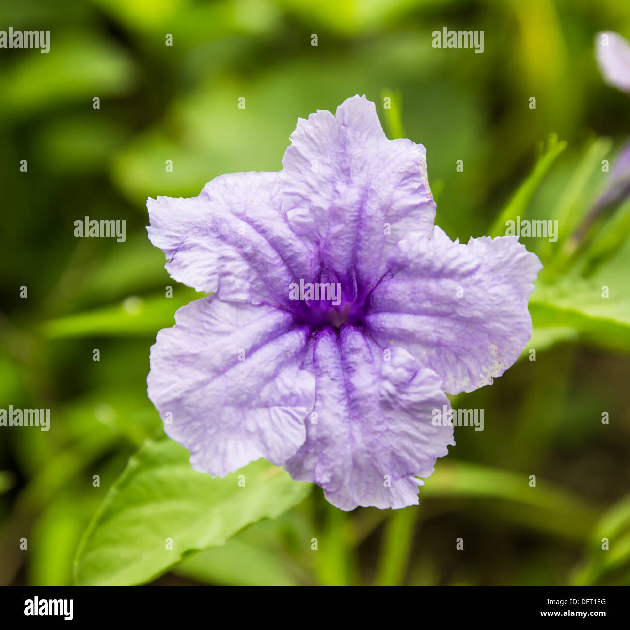 Purple Ruellia Tuberosa Flower on flowers at backgroud Stock Photo - Alamy