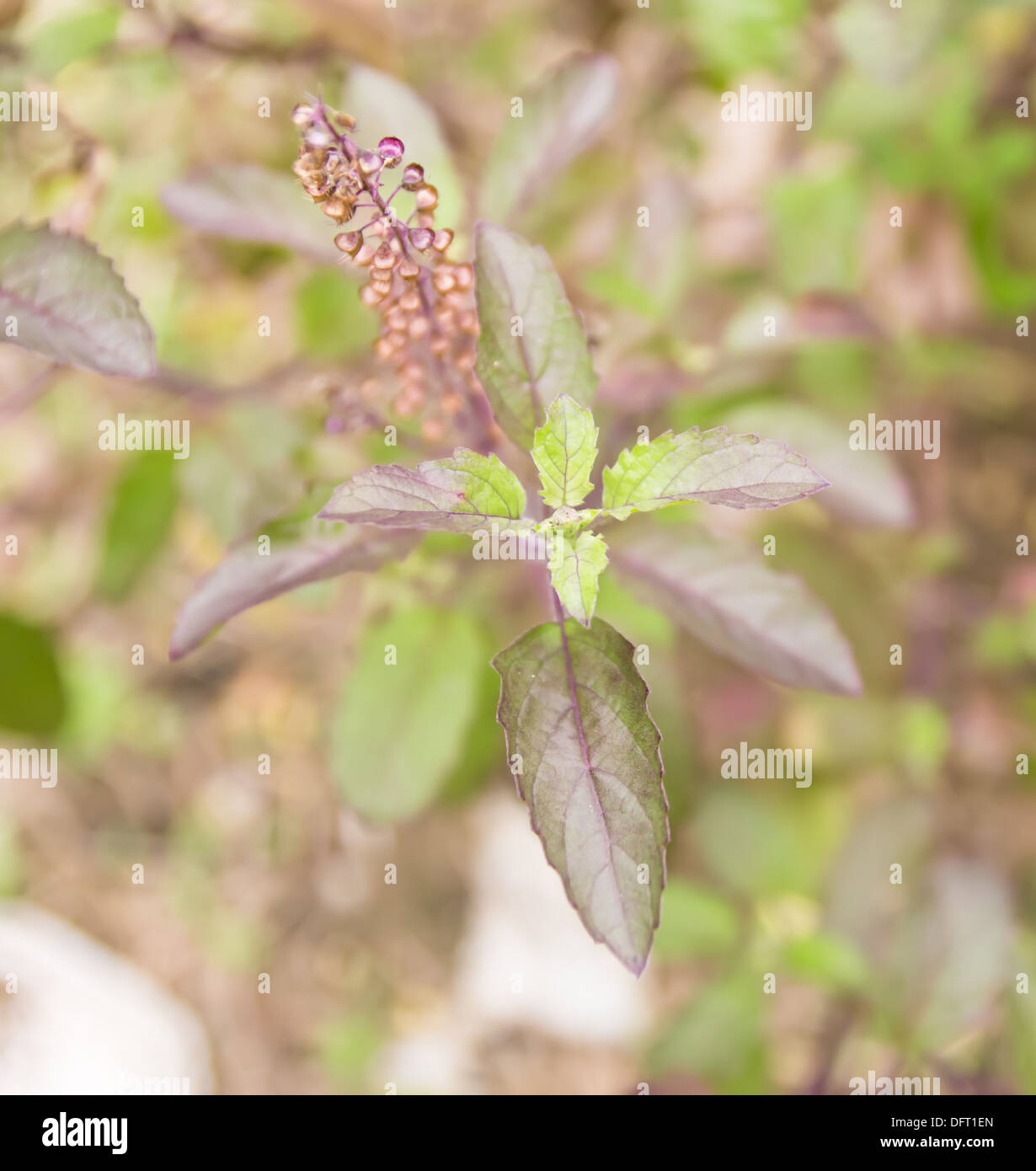 Tree basil leaves hi-res stock photography and images - Alamy