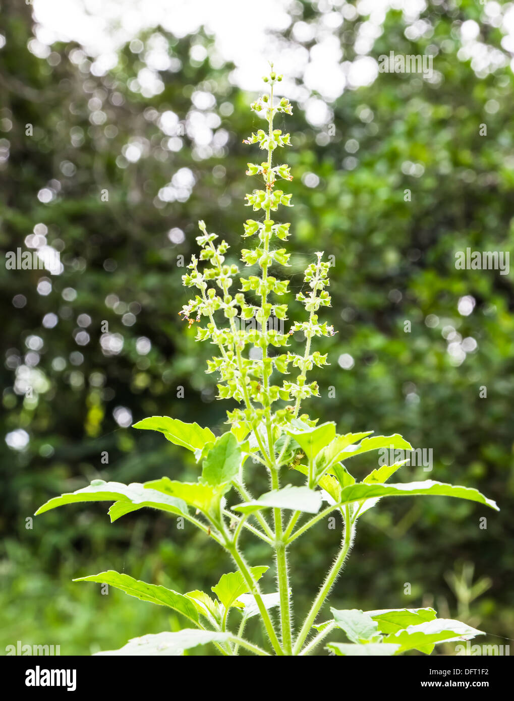 Basil tree and drink hi-res stock photography and images - Alamy
