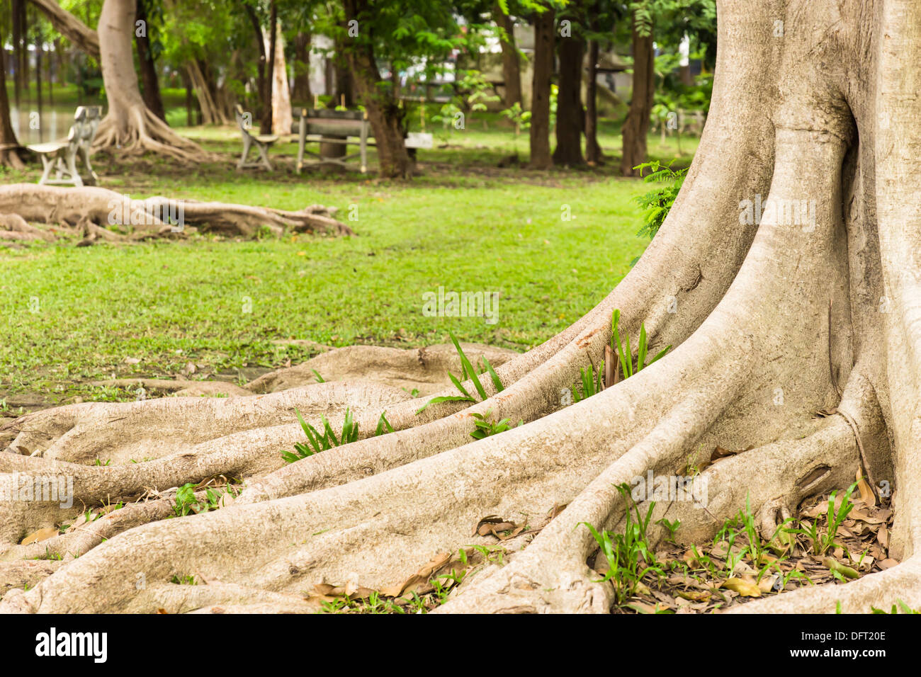 Root tree in garden Stock Photo - Alamy