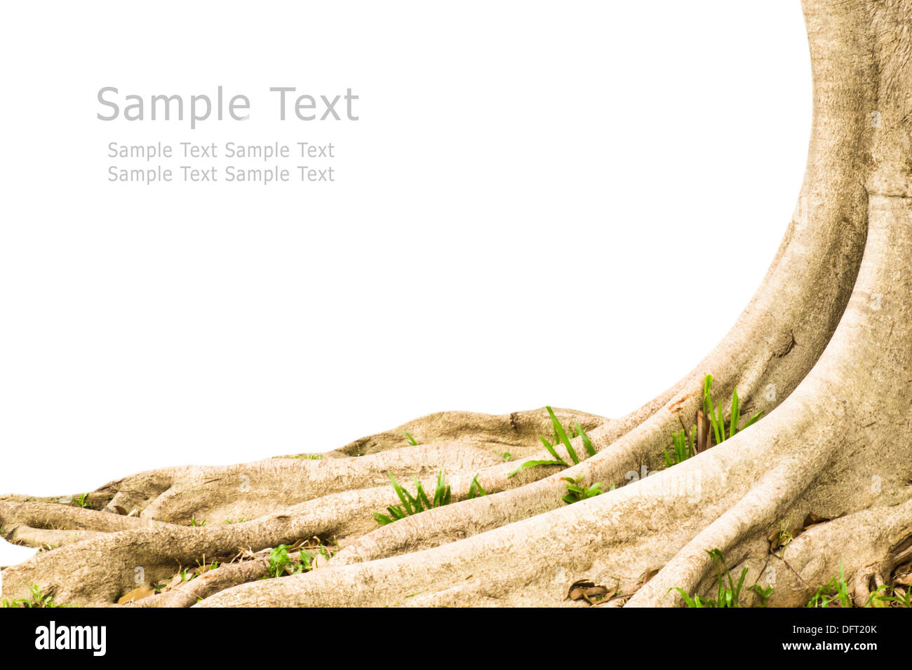 Root tree in garden isolated on white background Stock Photo - Alamy