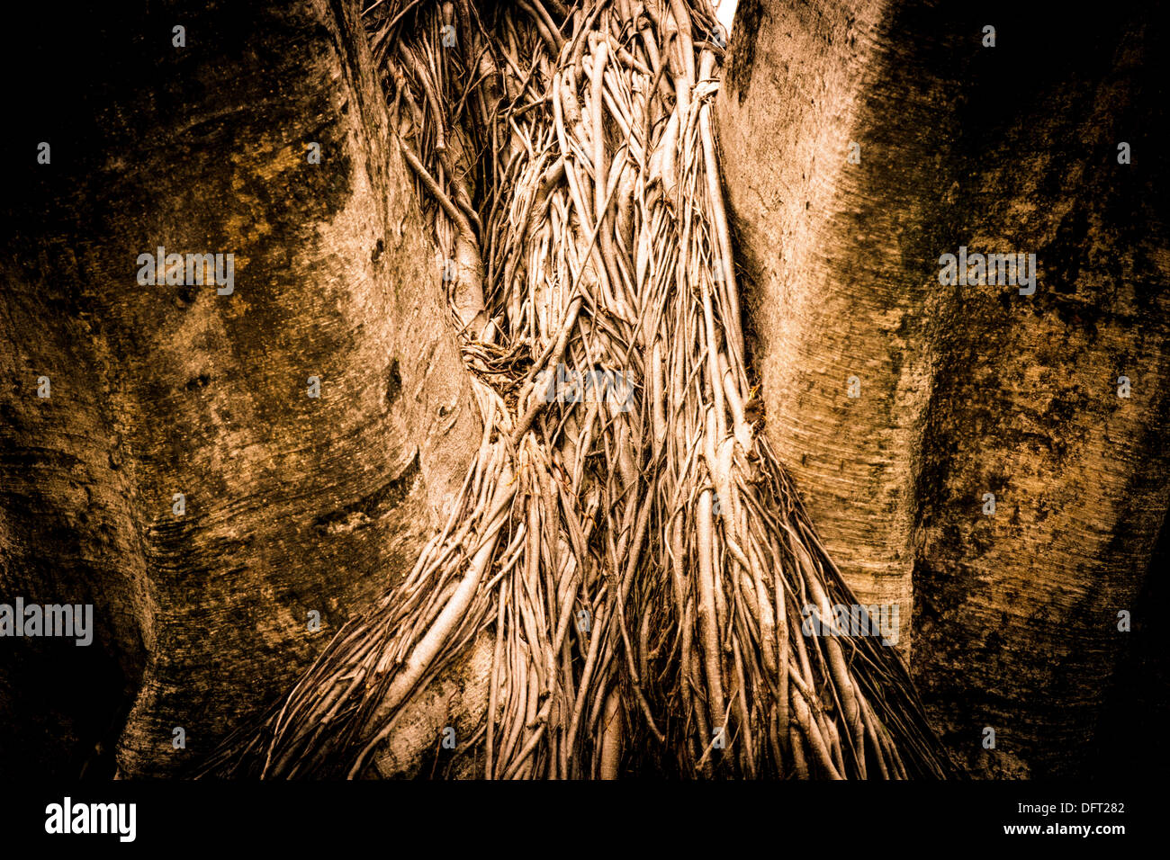 Close-up of a Banyan interlaced roots in garden Stock Photo - Alamy