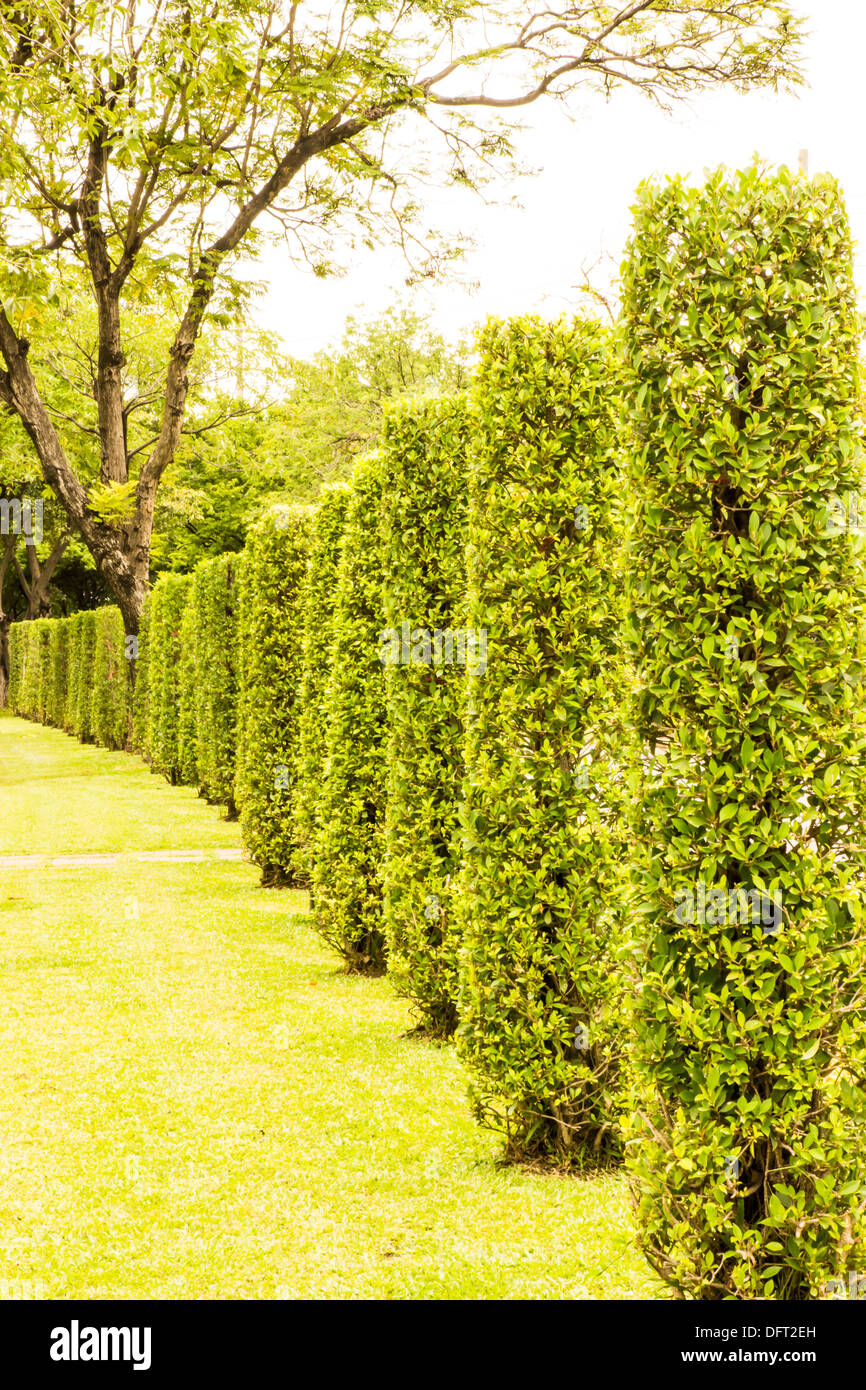 Green tree in the garden Stock Photo - Alamy