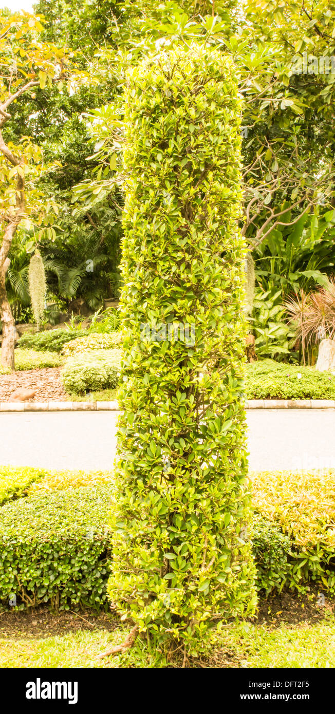 Green tree in the garden Stock Photo - Alamy