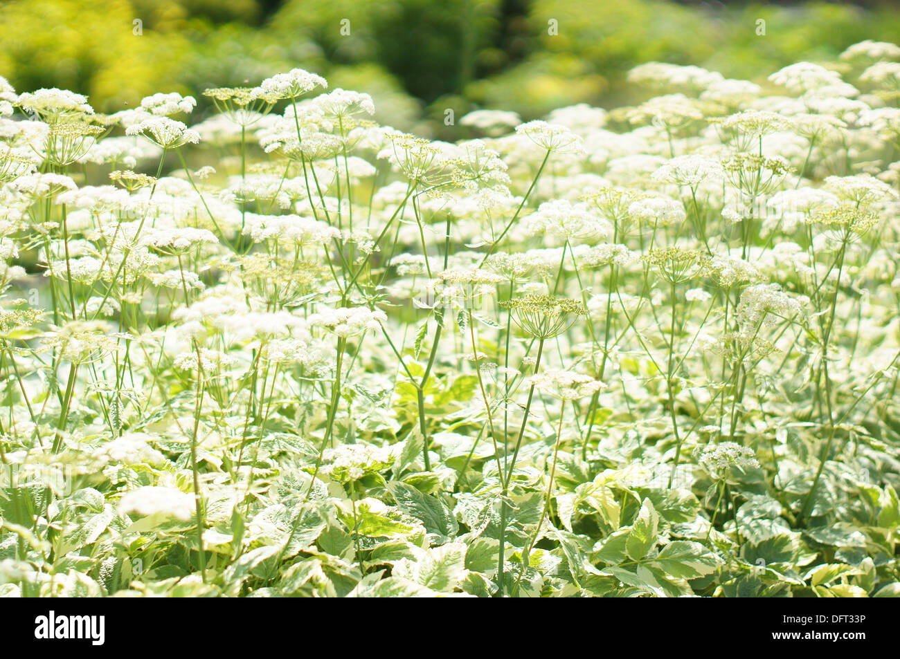 Ground elder in full bloom Aegopodium podagraria variegatum goutweed ...
