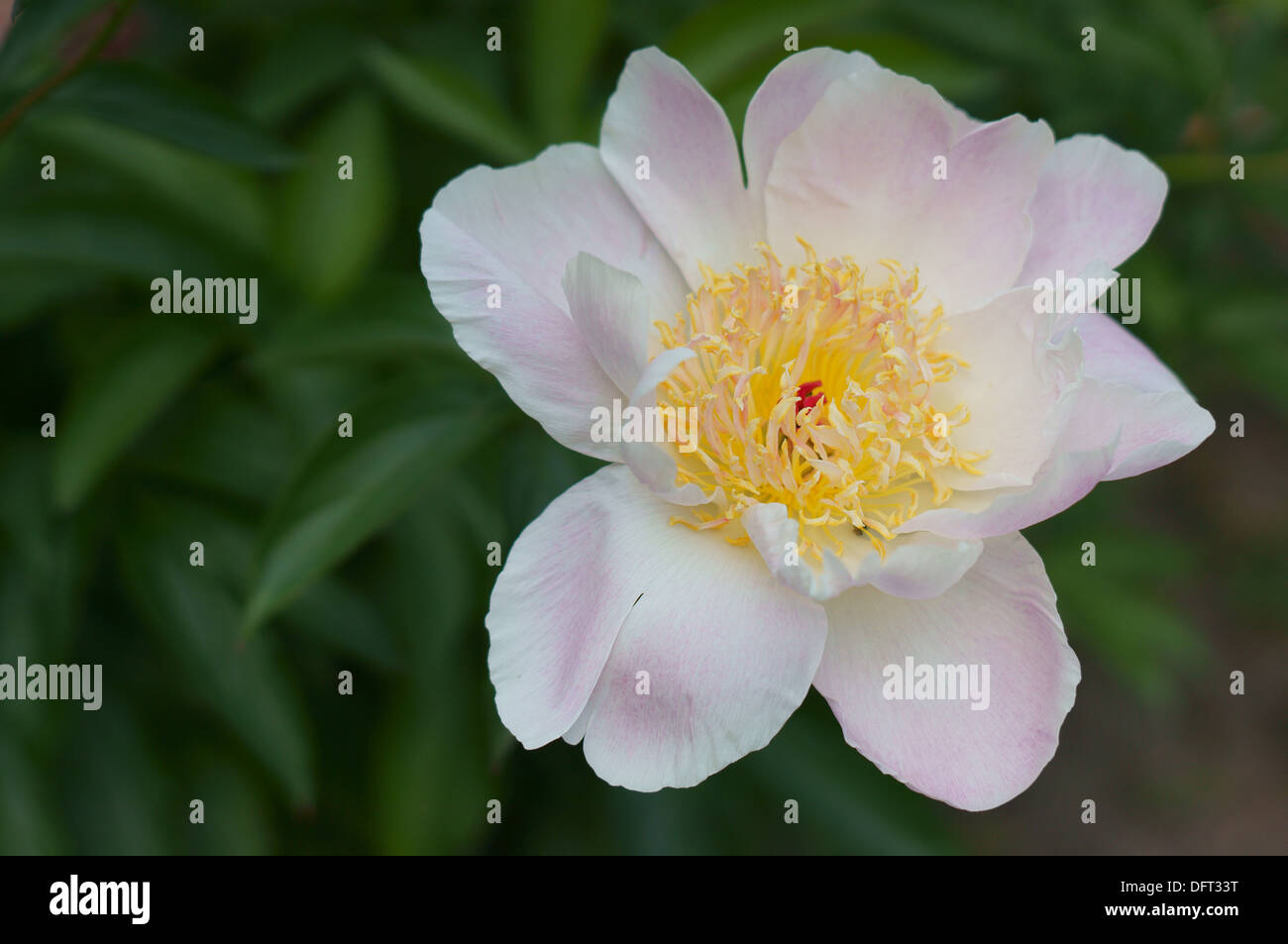 Pale pink peony close up Peonia Stock Photo - Alamy