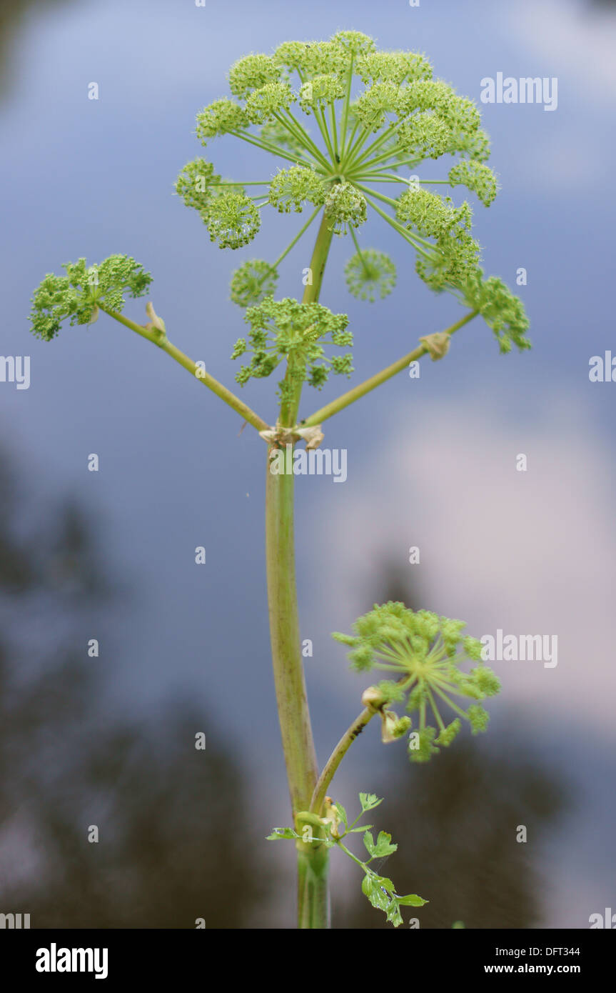 Ground elder hi-res stock photography and images - Alamy