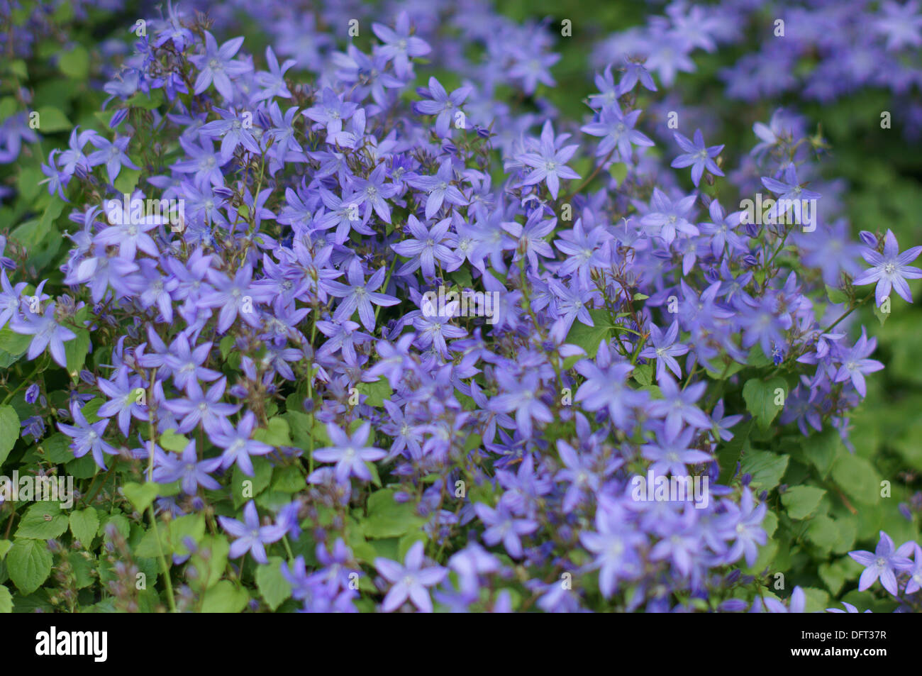 Campanula poscharskyana serbian trailing bellflowers bellflowerv ...