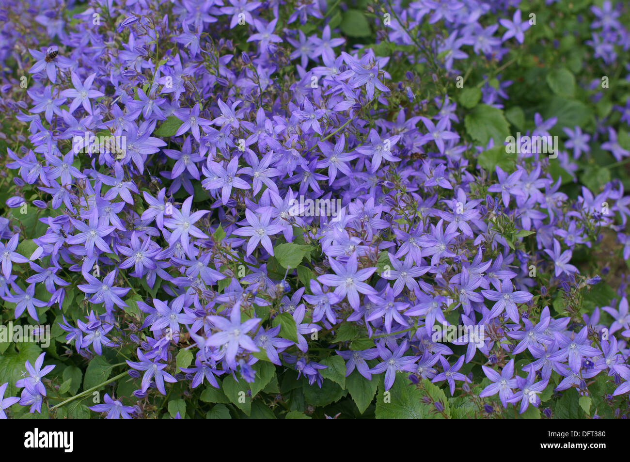 Campanula poscharskyana serbian trailing bellflowers bellflowerv ...