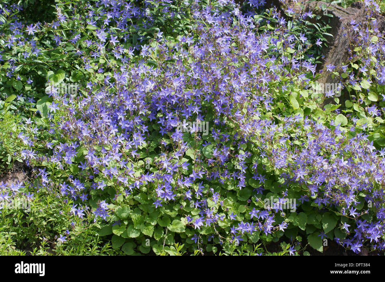 Campanula poscharskyana hi-res stock photography and images - Alamy