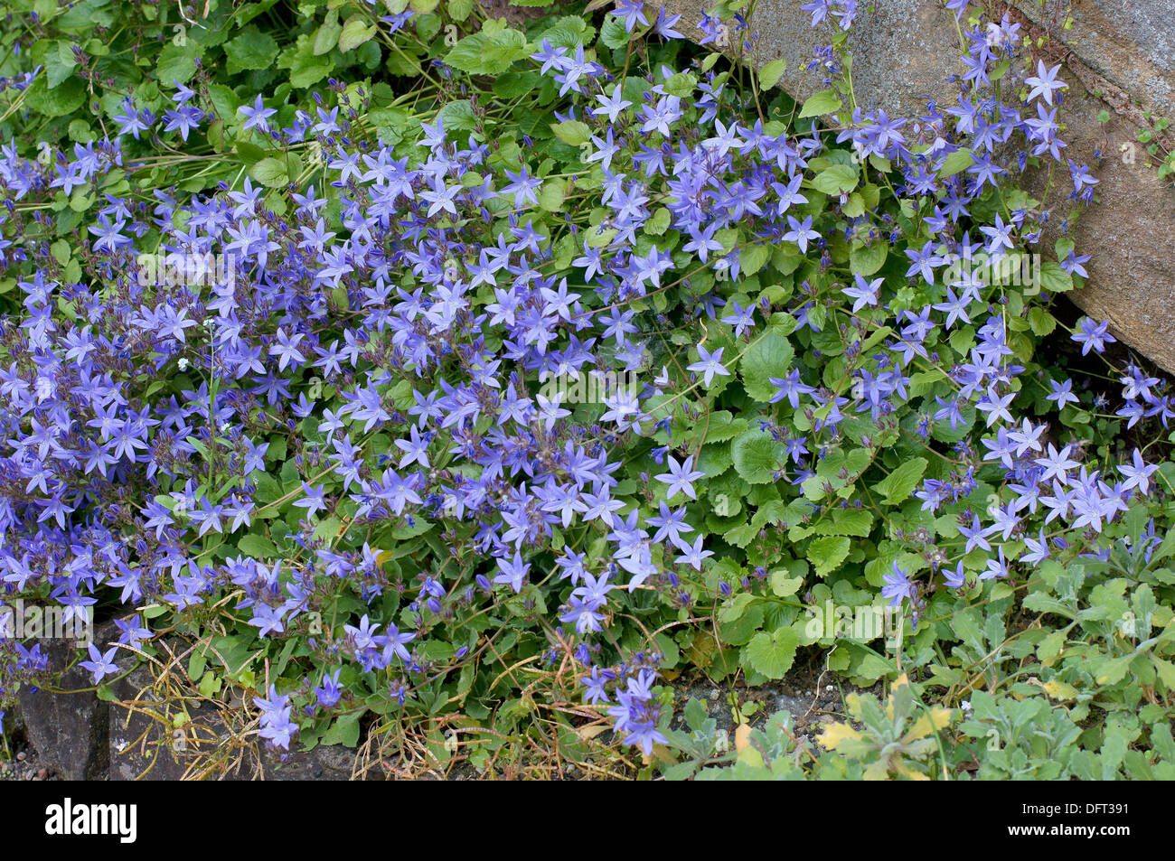 Campanula poscharskyana serbian trailing bellflowers bellflowerv ...