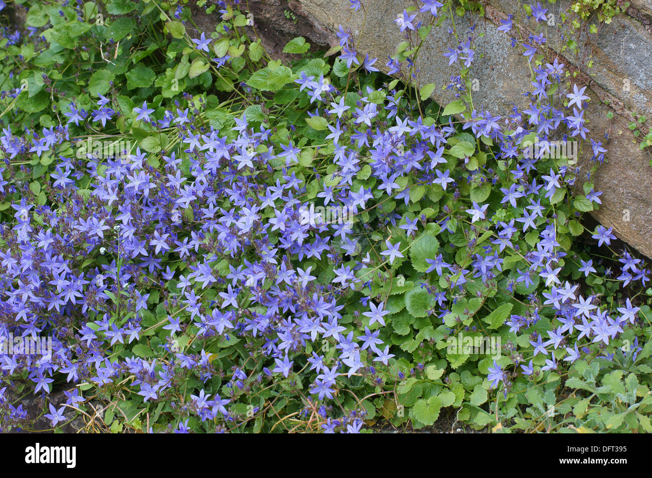 Poscharskyana hi-res stock photography and images - Alamy