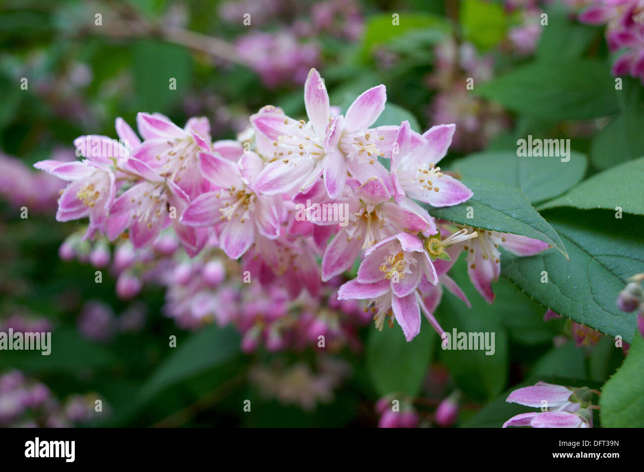 Deutzia hybrida pink blossom flowers close up Stock Photo - Alamy
