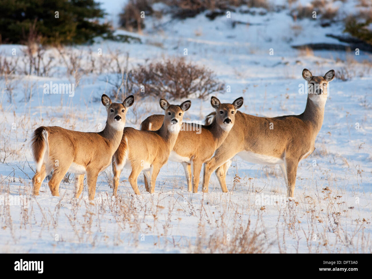 Deer family hi-res stock photography and images - Alamy