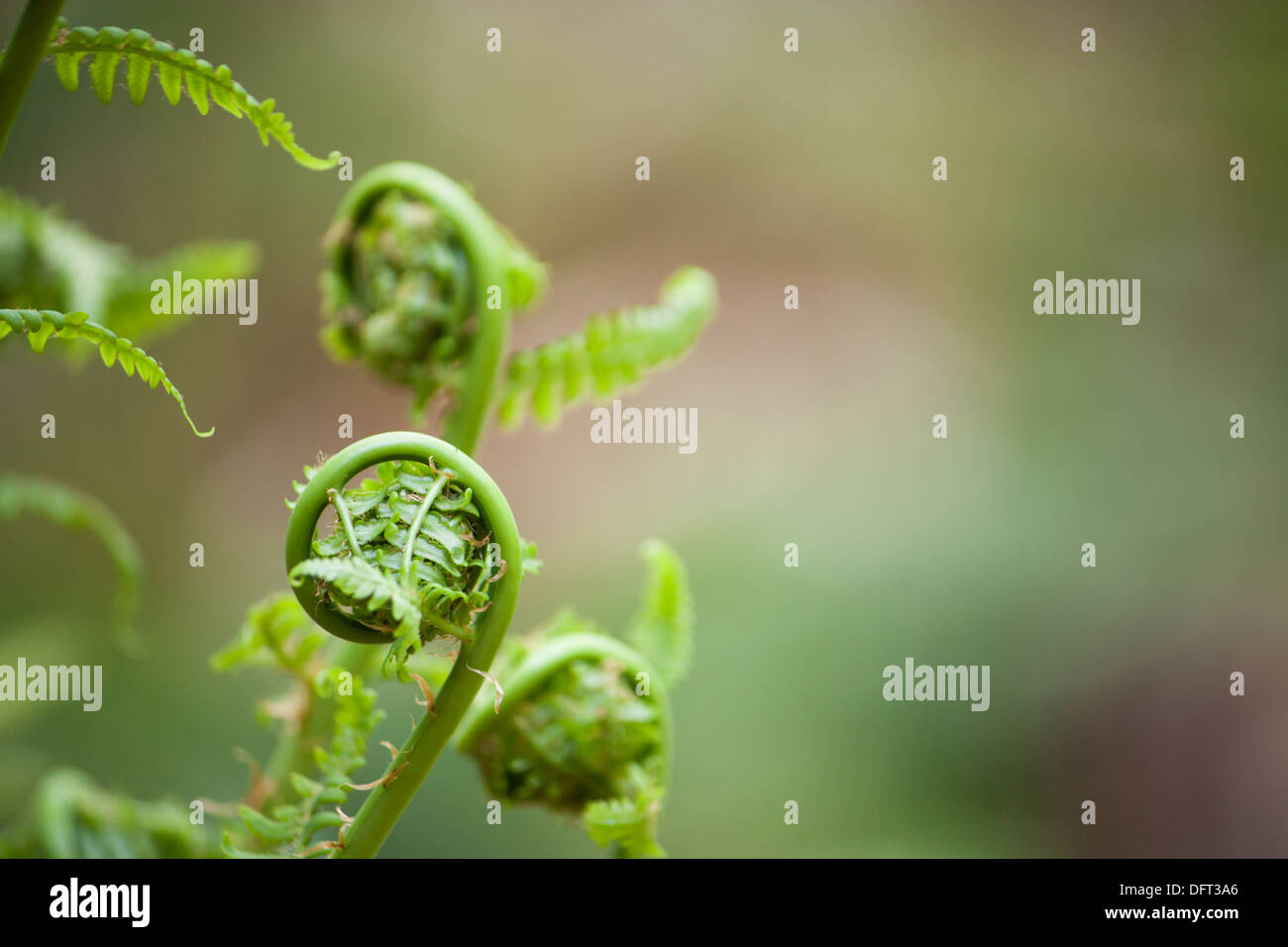 Close up on young spring ferns, also known as fiddleheads as they ...