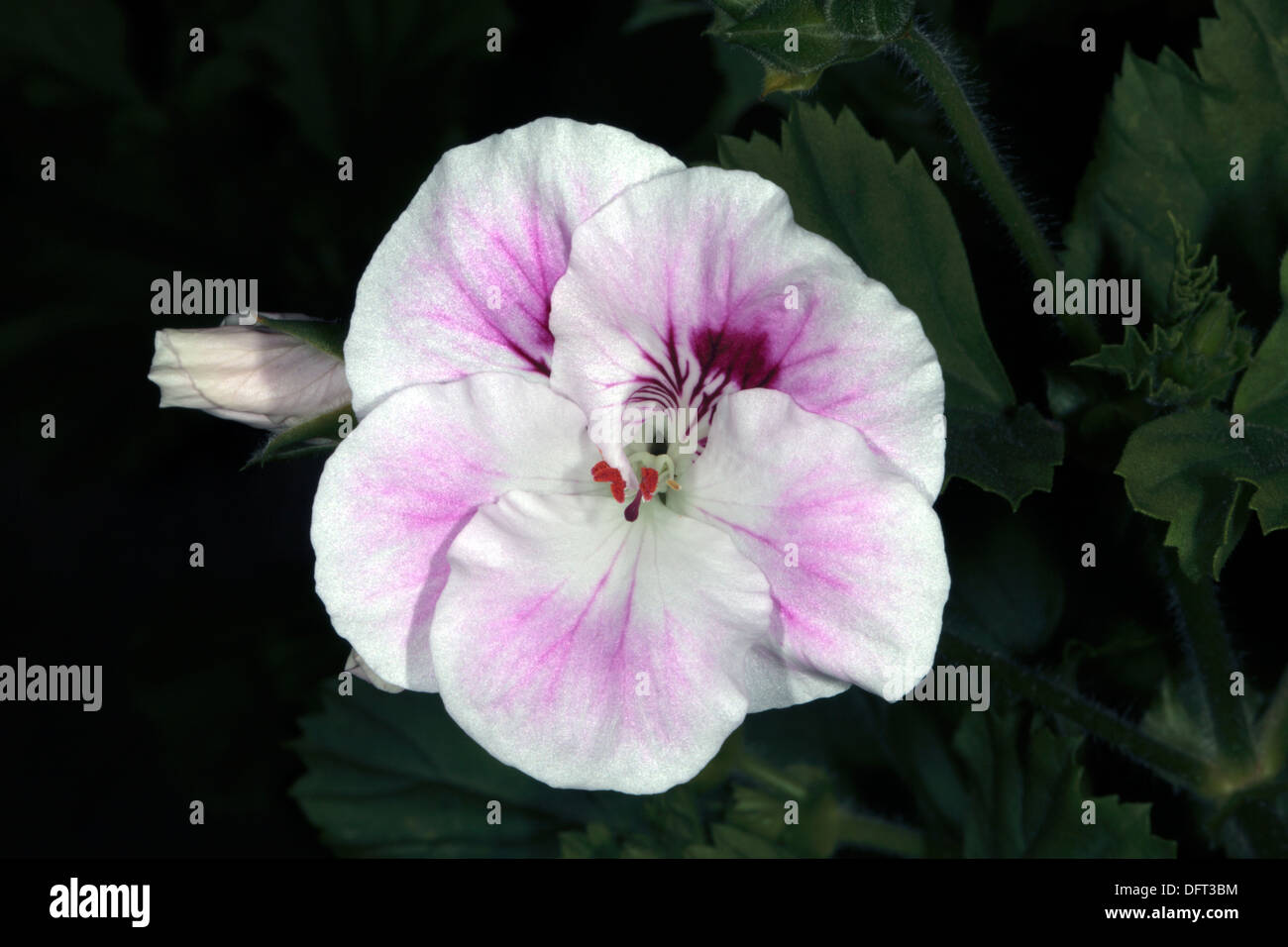 Close-up of Pelargonium flower- Family Begoniaceae Stock Photo - Alamy