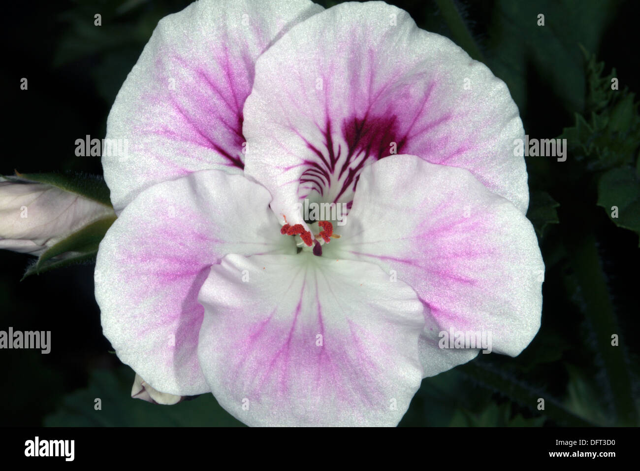 Close-up of Pelargonium flowers- Family Begoniaceae Stock Photo - Alamy
