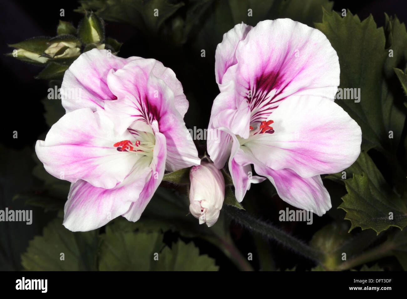 Close-up of Pelargonium flowers- Family Begoniaceae Stock Photo - Alamy