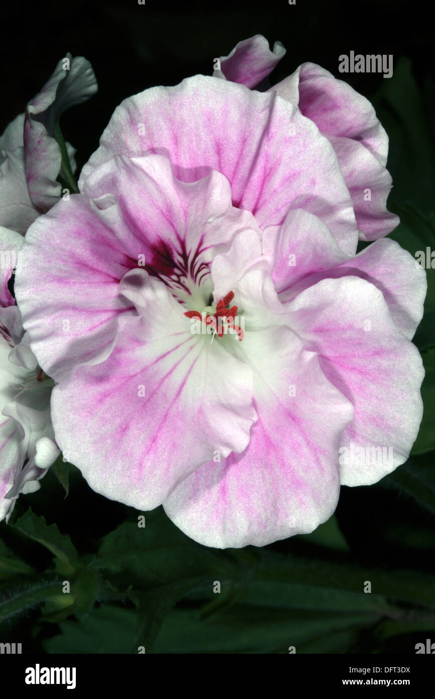 White pelargoniums hi-res stock photography and images - Alamy