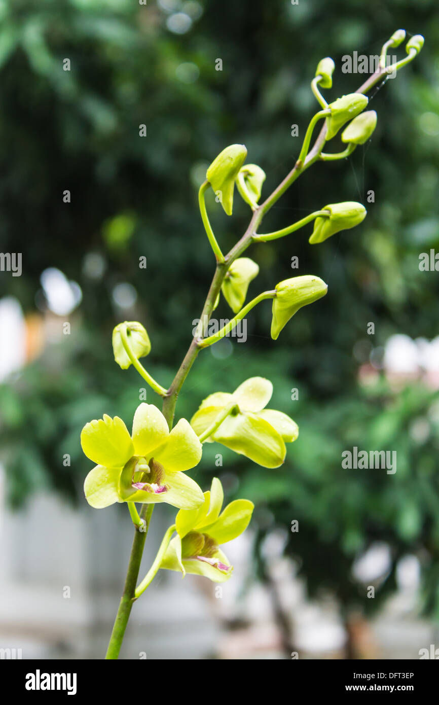 Yellow orchids hi-res stock photography and images - Alamy