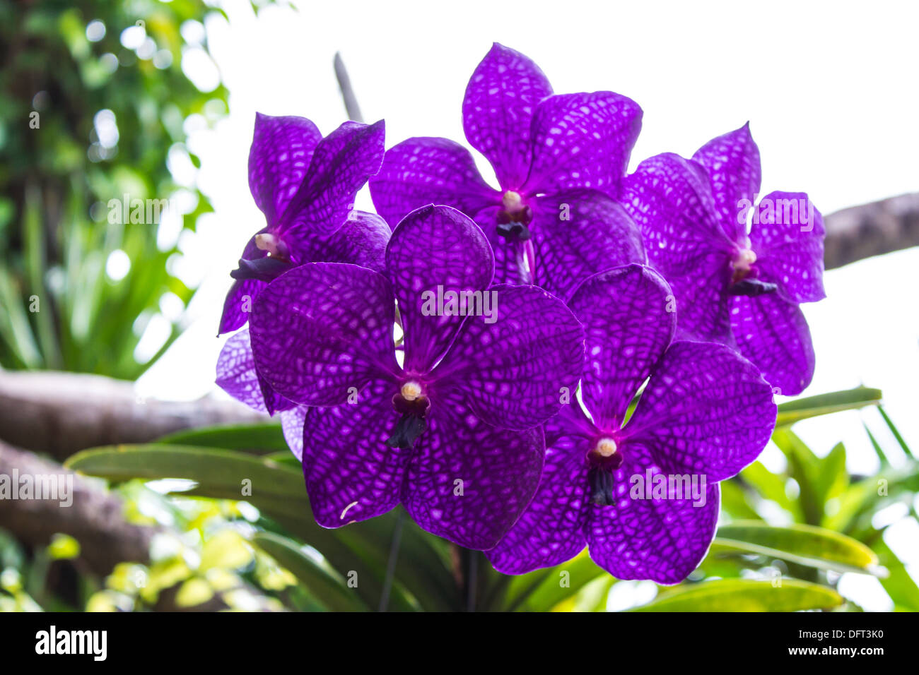 All colors of orchids hi-res stock photography and images - Alamy