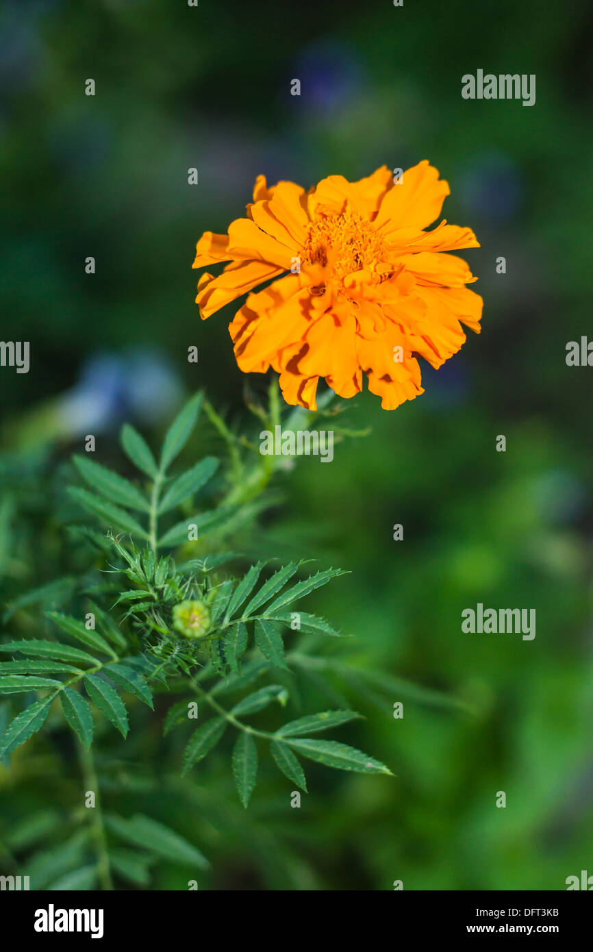 Marigold flower closeup Stock Photo - Alamy