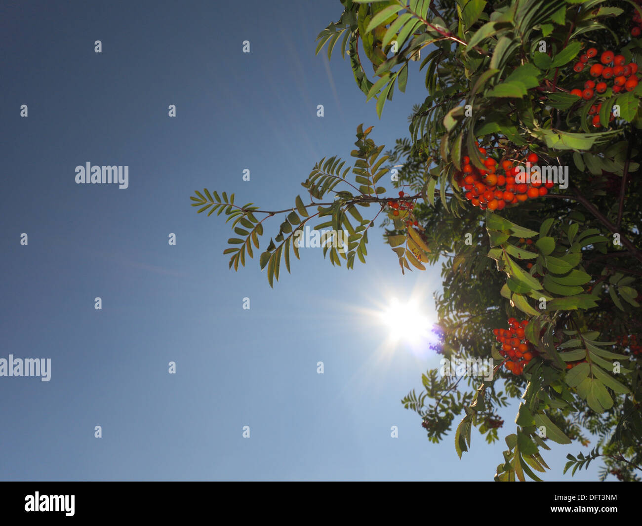 Autumn red rowan berries on a tree. Rowanberry ashberry in the fall in ...