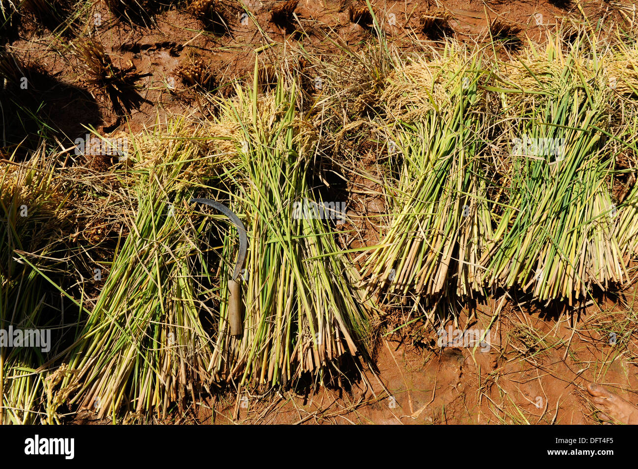 MADAGASCAR Morarano , SRI system of rice intensification developed by ...