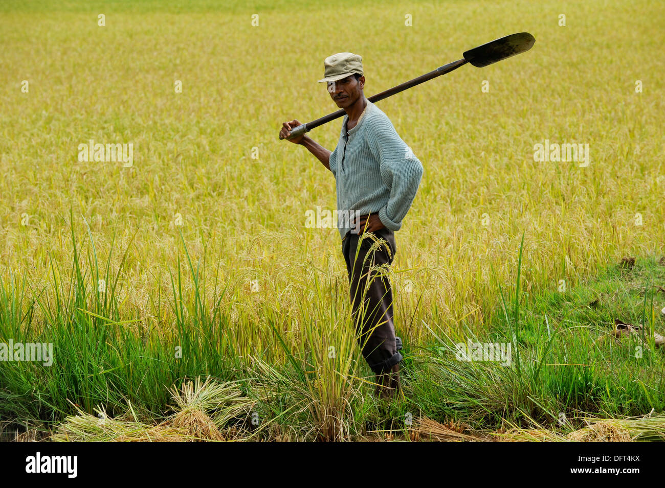 MADAGASCAR Morarano , SRI system of rice intensification developed by ...