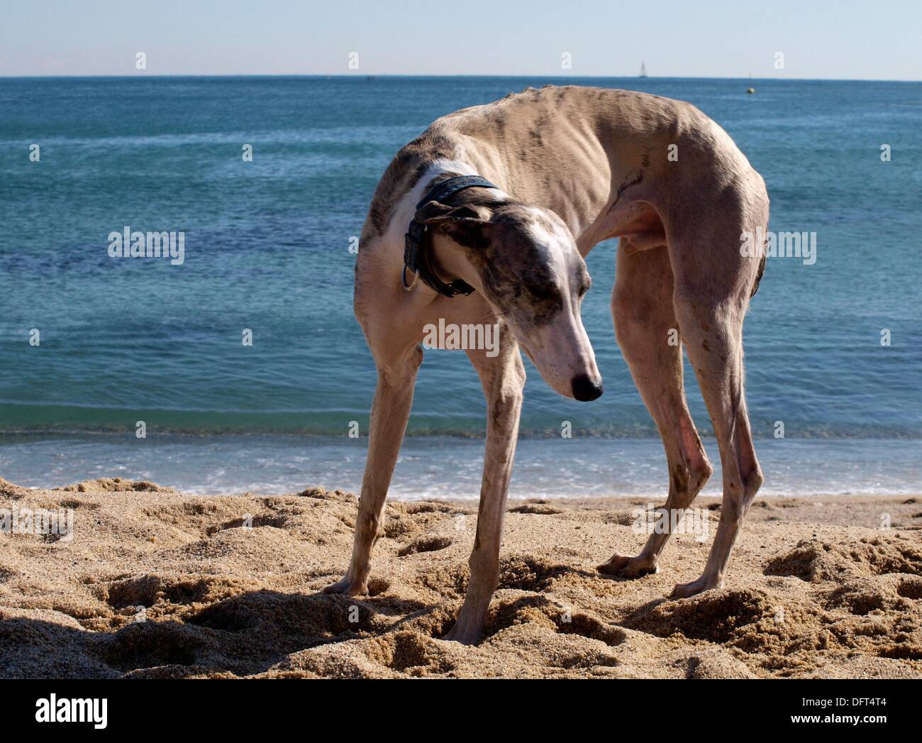 Sea greyhound hi-res stock photography and images - Alamy