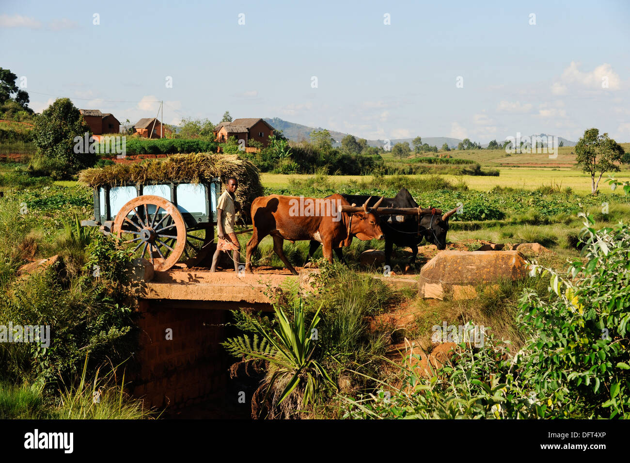 MADAGASCAR Morarano , rice farming, farmer transport rice with bullock ...