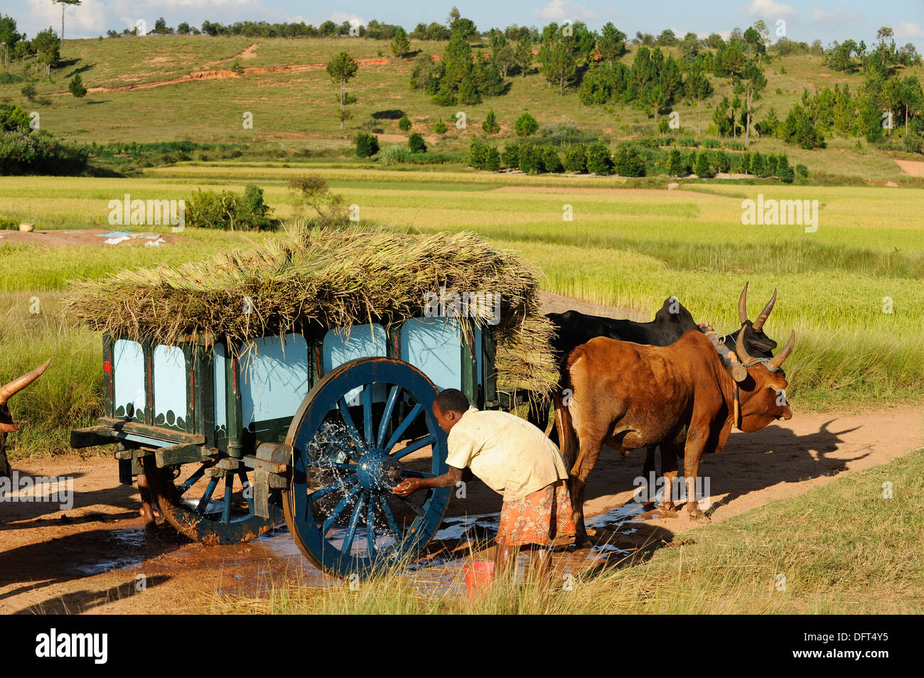 MADAGASCAR Morarano , rice farming, farmer transport rice with bullock ...