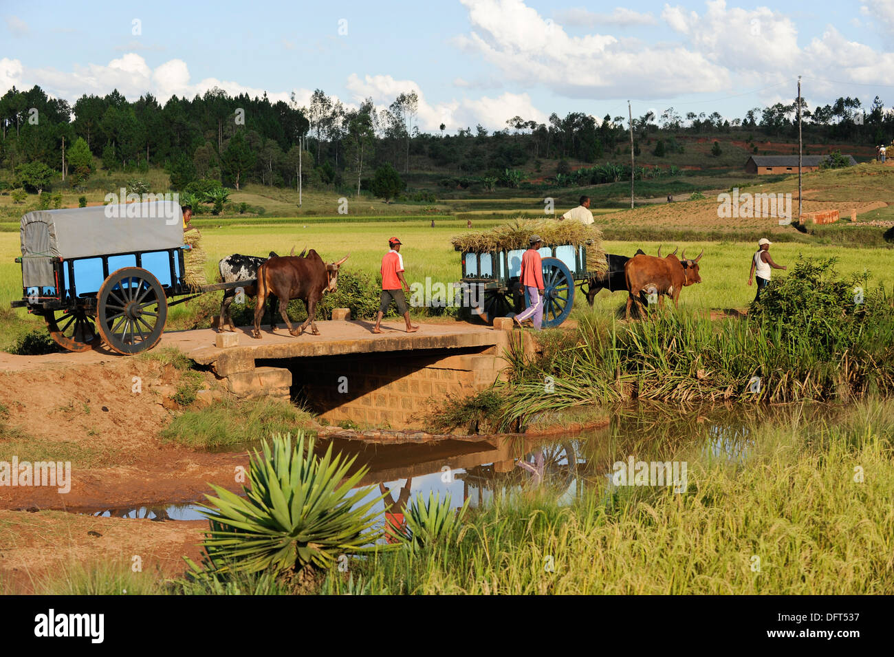 MADAGASCAR Morarano , rice farming, farmer transport rice with bullock ...