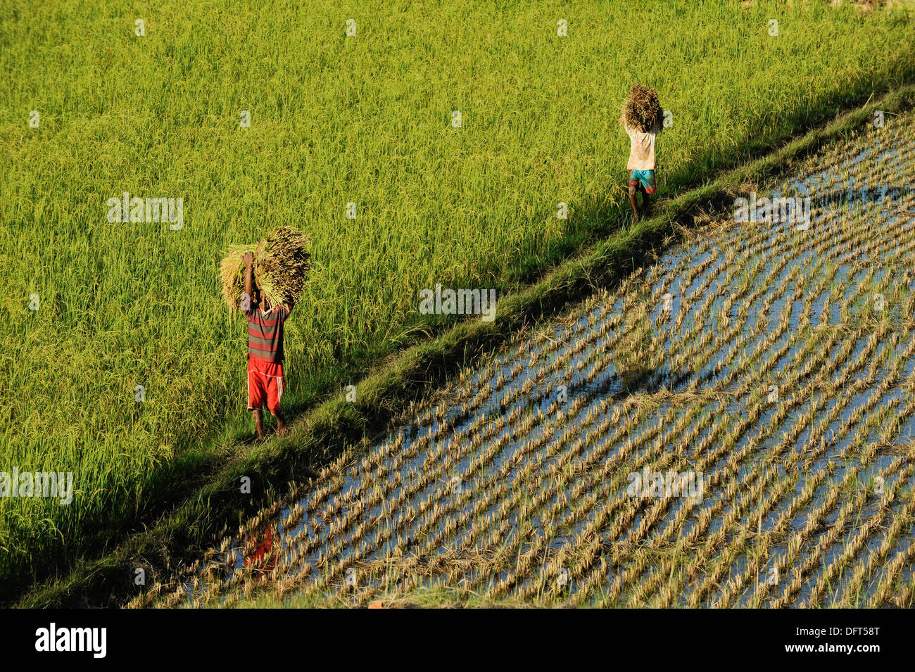 MADAGASCAR Morarano , SRI system of rice intensification developed by ...