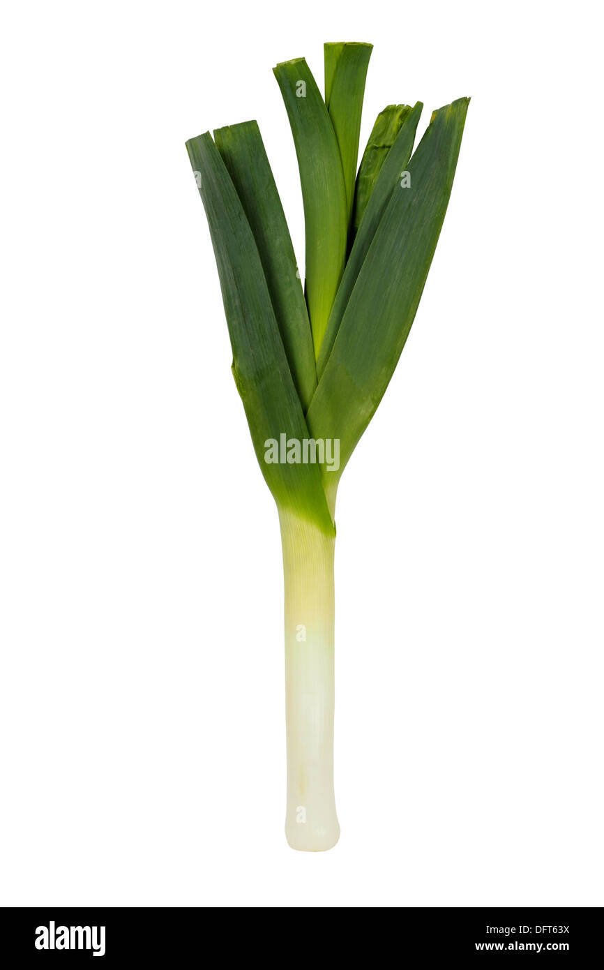 Leek isolated on white background Stock Photo - Alamy